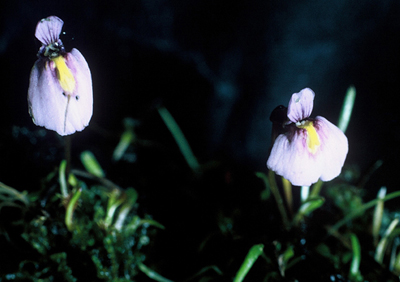 Weird and wonderfully wacky plants | Conservation blog