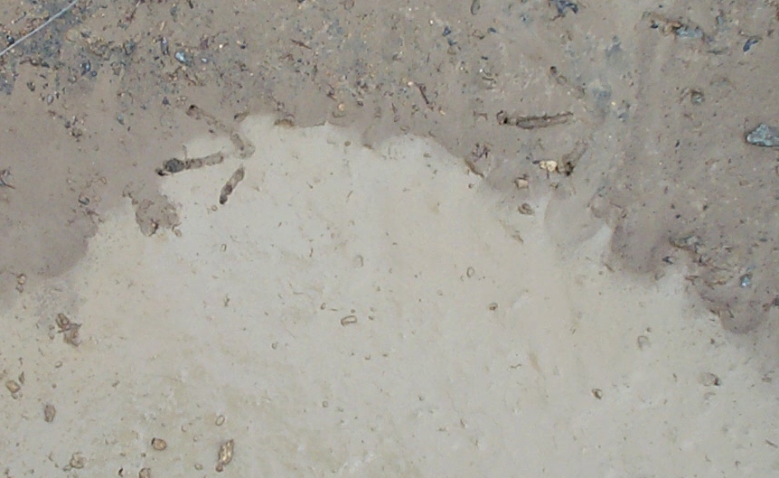 Tracking Haast tokoeka kiwi | Conservation blog