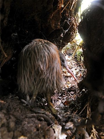 Something’s going bump in the night again in Otago… | Conservation blog