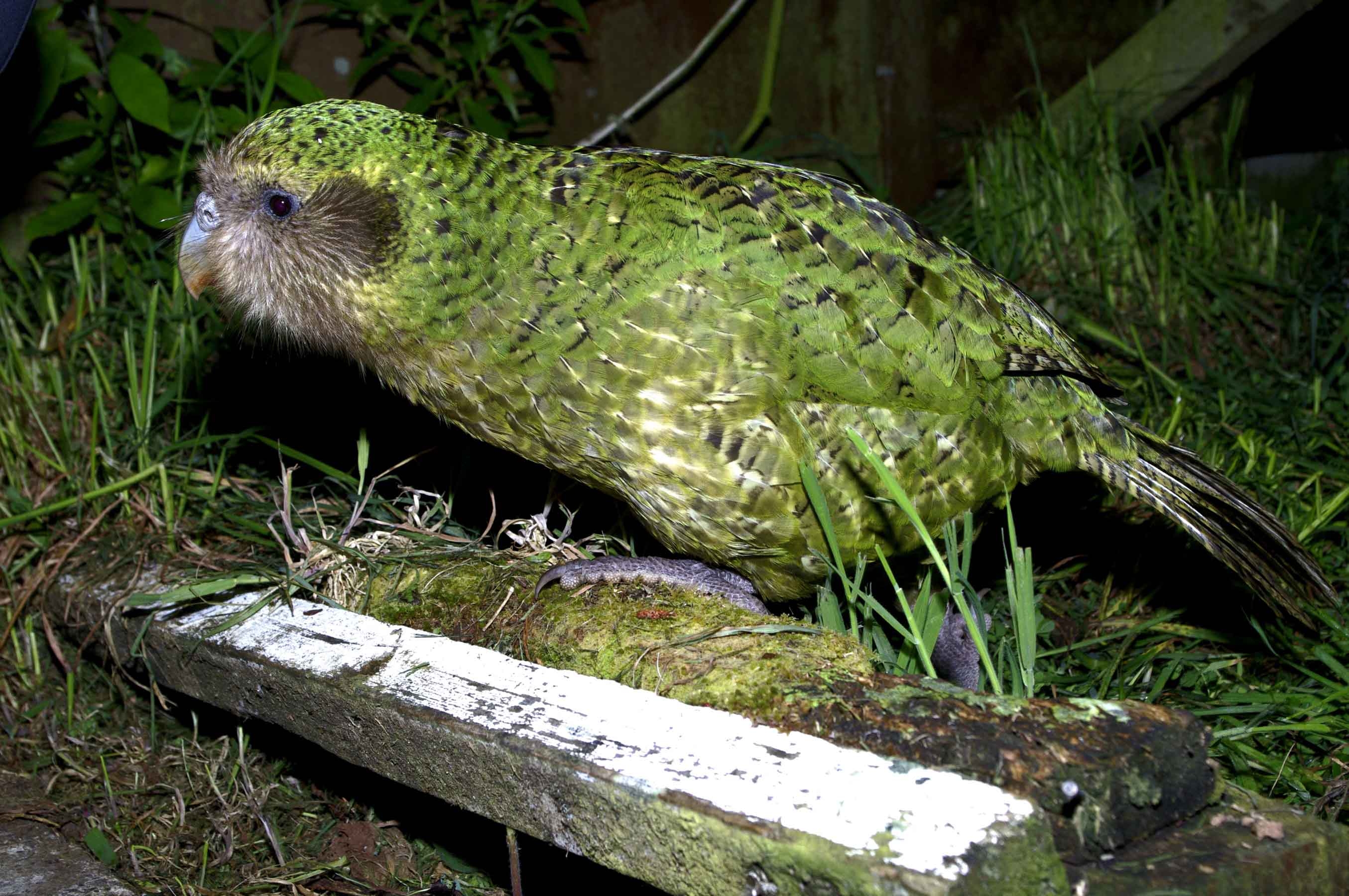 Kakapo on the move! | Conservation blog
