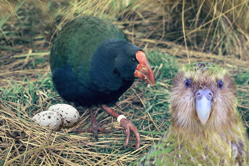 The world’s first takapo eggs | Conservation blog