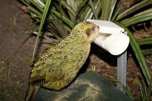 Animal Health Board staff help save kakapo | Conservation blog