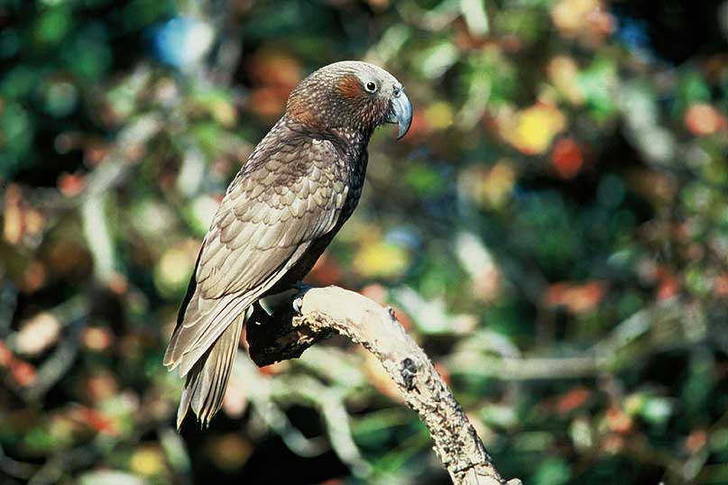 Top 10 native animals of 2011 | Conservation blog