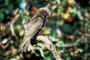 Top 10 native animals of 2011 | Conservation blog