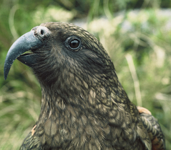 Kea conundrums – one sign does not fit all! | Conservation blog