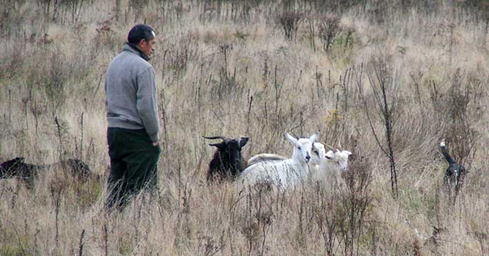 Tahi’s story | Conservation blog