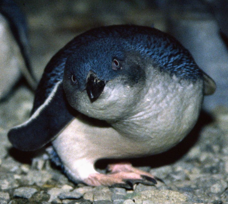 Penguin biologists gather in Oamaru | Conservation blog