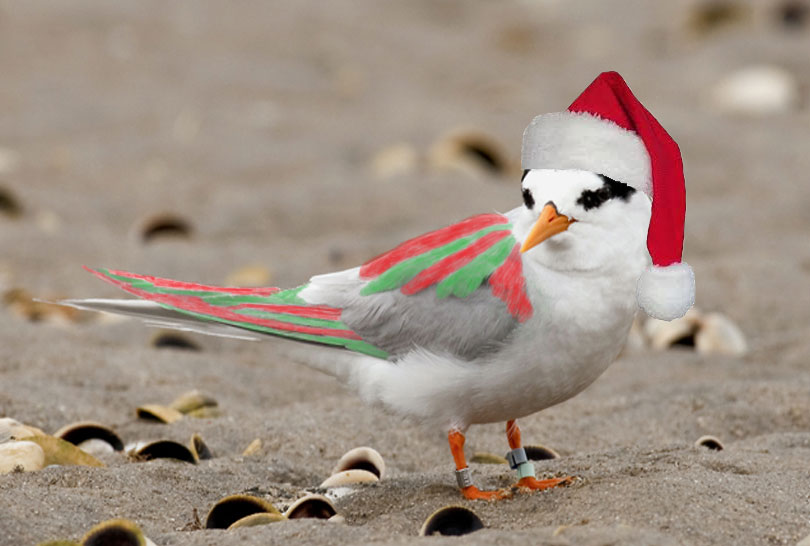 Spot a fairy tern this Christmas | Conservation blog