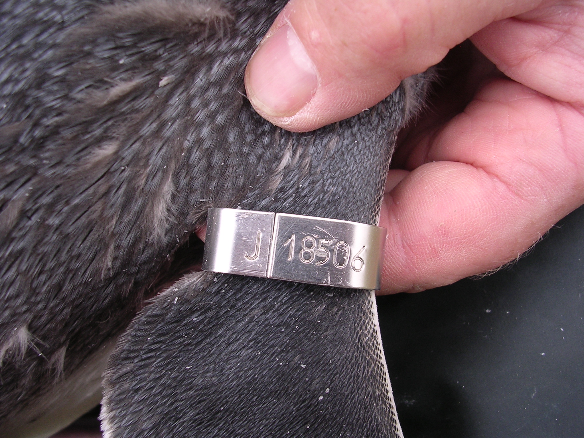 Tagging yellow-eyed penguins on the Otago Peninsula | Conservation blog