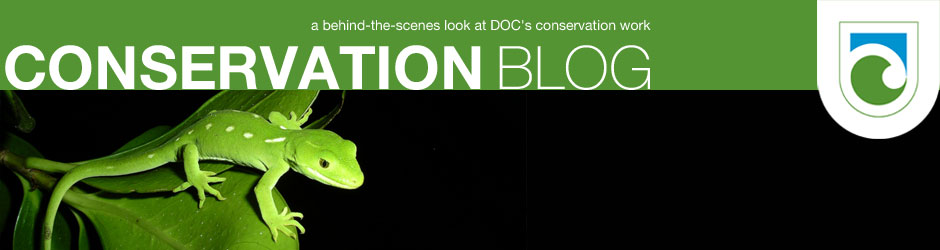 conservation-blog-banner-gecko.jpg | Conservation blog
