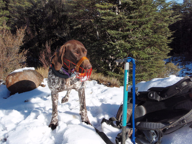 Jobs at DOC: Fern—Species dog | Conservation blog