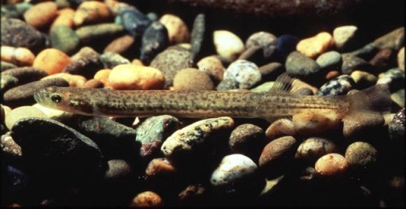 Spreading Galaxiid love in Otago | Conservation blog