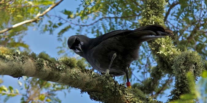 The adventure of Duncan the kōkako | Conservation blog