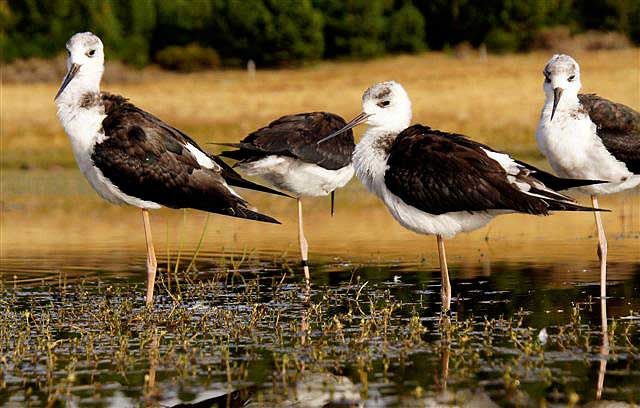 Record kakī season thanks to community’s help | Conservation blog
