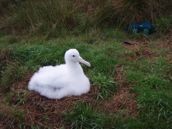 A century of albatross nesting at Taiaroa Head | Conservation blog