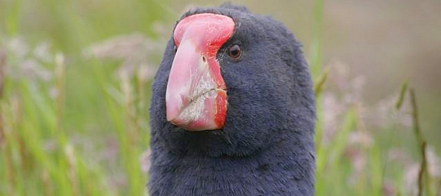 Stress free takahē catching | Conservation blog