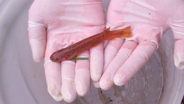 Koaro live to fight another day | Conservation blog