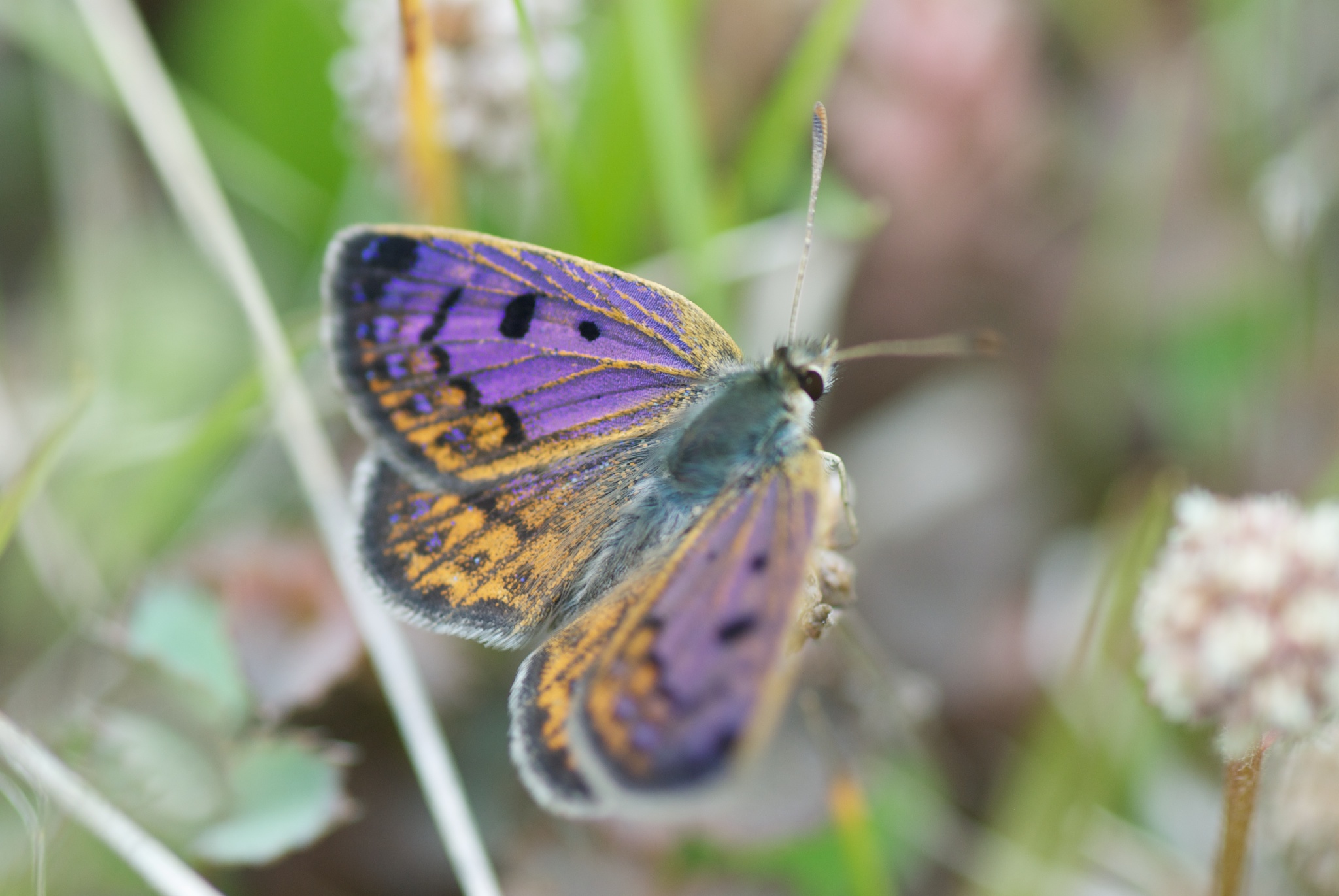 Photo of the week: Native butterfly | Conservation blog