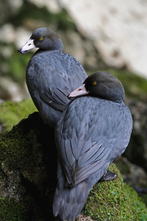 The Battle for our Birds | Conservation blog