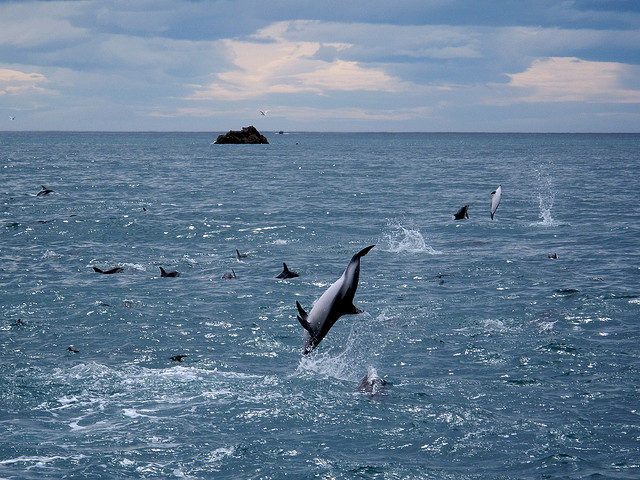 Photo of the week: Dusky dolphins | Conservation blog