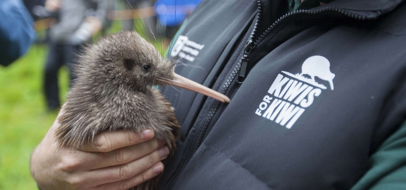 Photo of the week: Coromandel kiwi move to Motutapu | Conservation blog