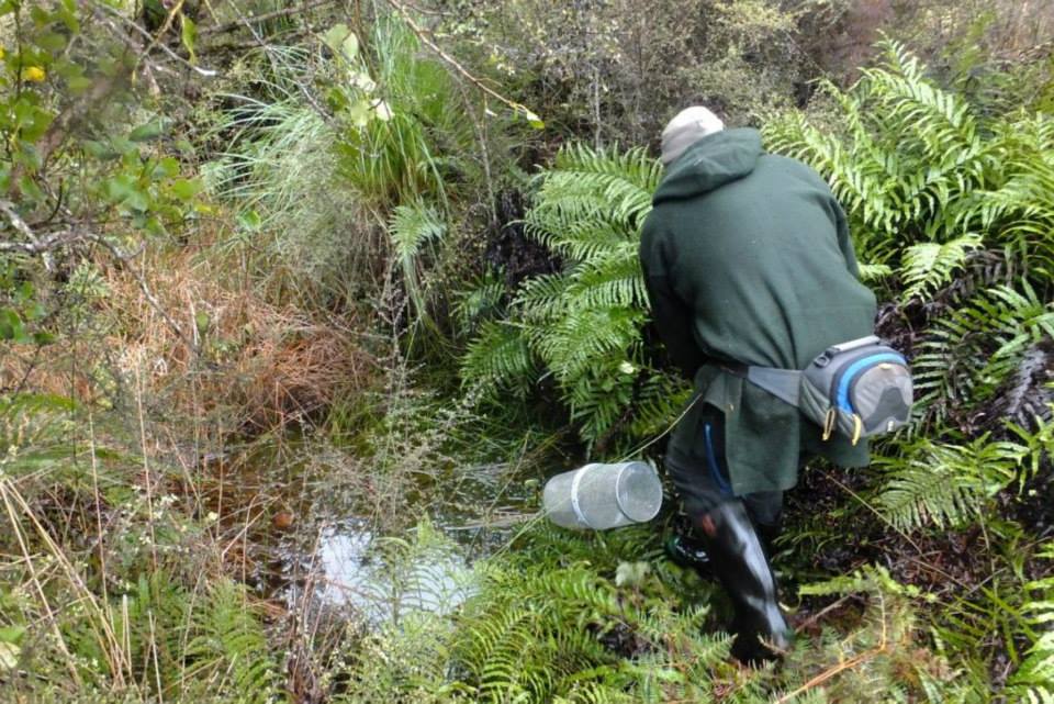 Mudfish monitoring in Saltwater Forest | Conservation blog