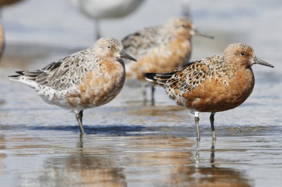 Protecting migratory shorebirds | Conservation blog