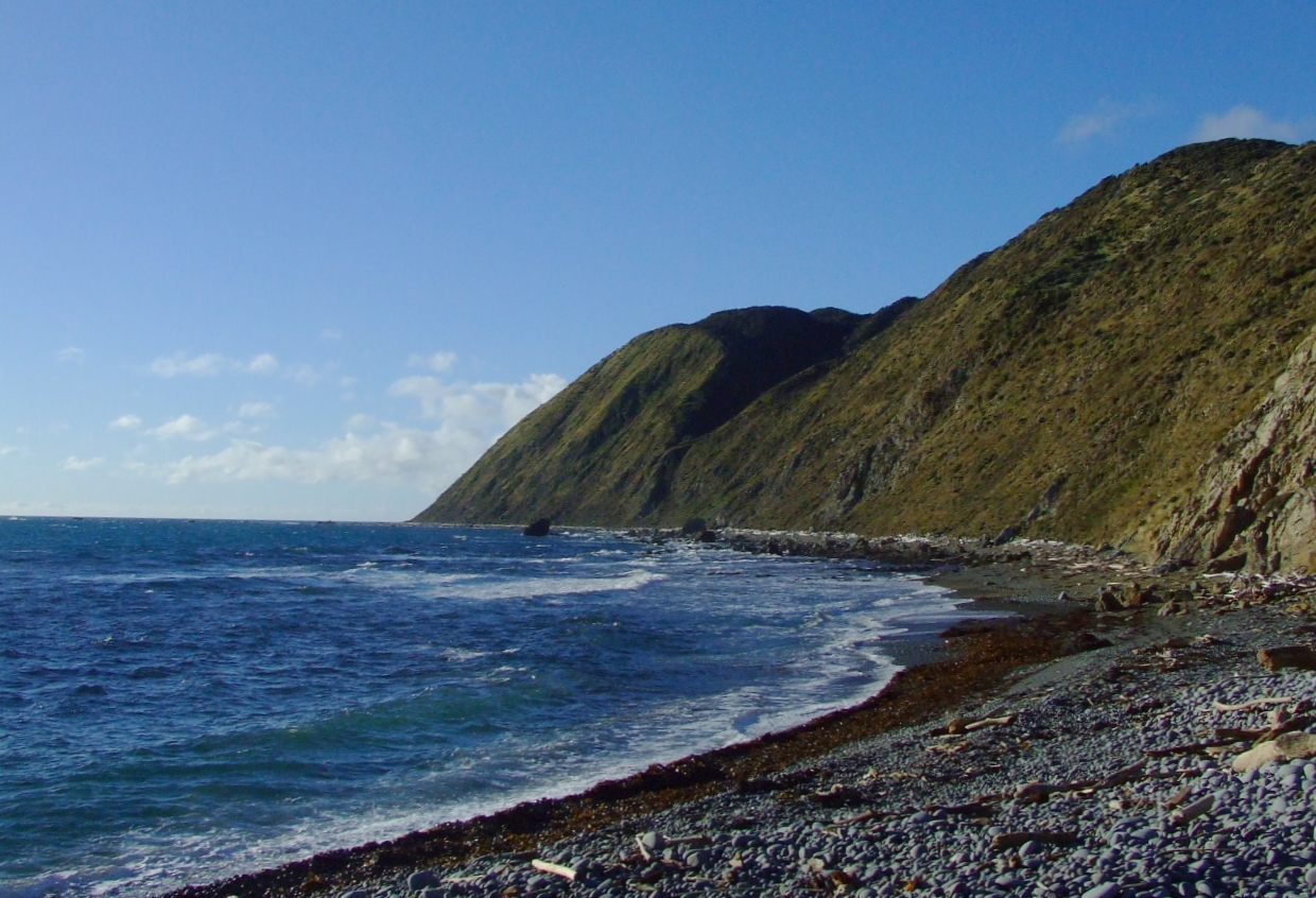 Wellington’s Makara Walkway | Conservation blog