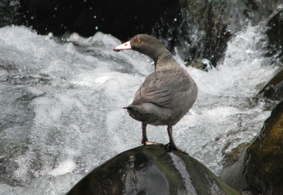 Training ground for whio/blue duck | Conservation blog