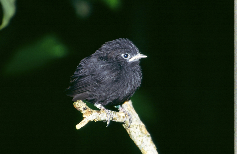 Black robin. Photo: Don Merton. | Conservation blog