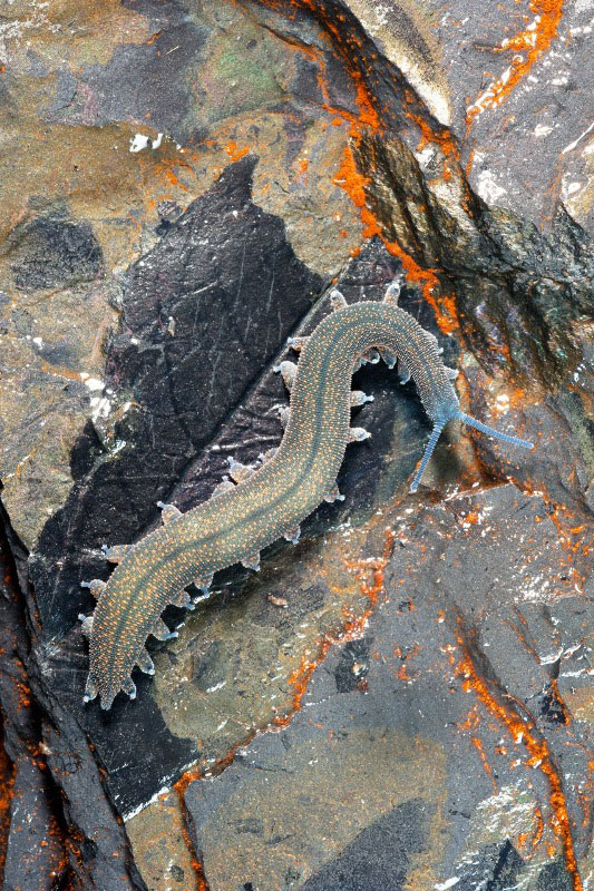 Peripatus: New Zealand’s velvet worms/ngaokeoke | Conservation blog