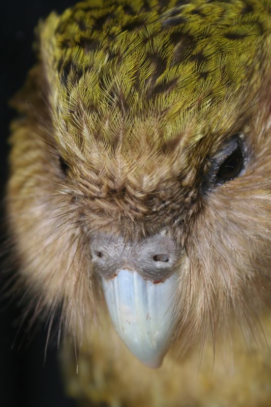 Kākāpō. Photo: Brent Barrett | CC BY-SA 2.0. | Conservation blog