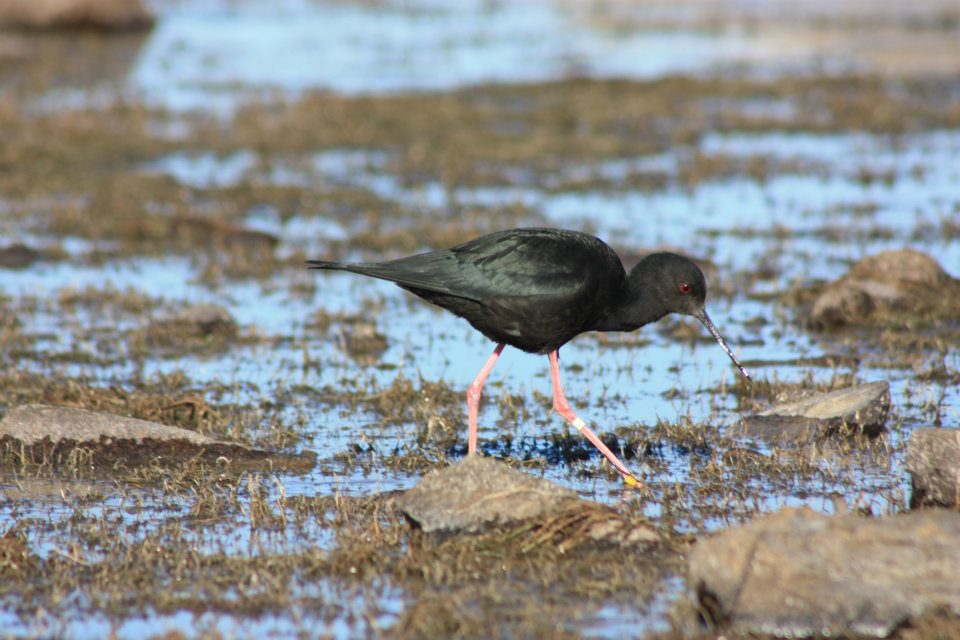 Protecting our kakī | Conservation blog
