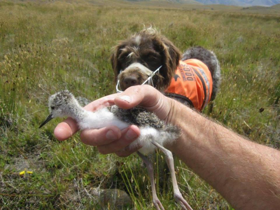 Protecting our kakī | Conservation blog
