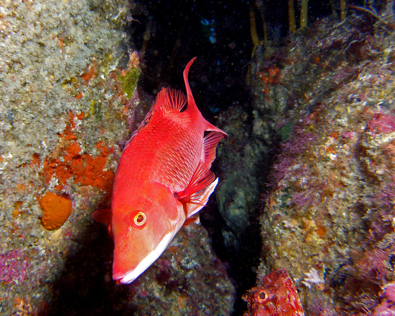 Red Pigfish, Poor Knights Islands Marine Reserve. Photo: Brian Mackie ...