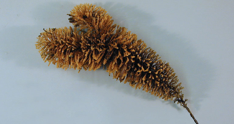 Sea fan (Thouarella spp.) Specimen image NIWA. | Conservation blog