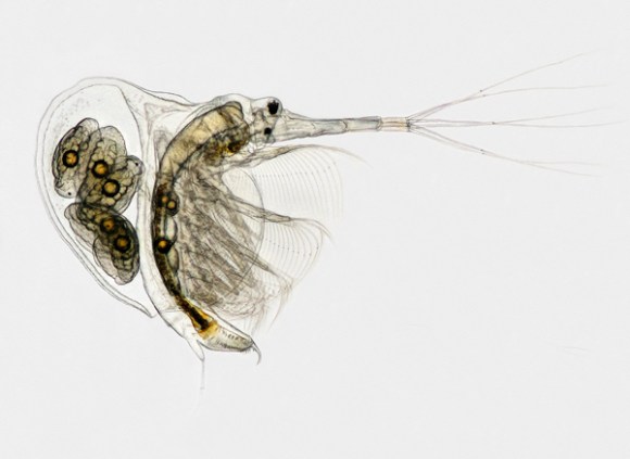 Freshwater Zooplankton Identification Zooplankton Definition,