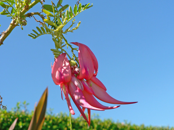 Photo of the week: Kakabeak/ kowhai ngutukaka | Conservation blog