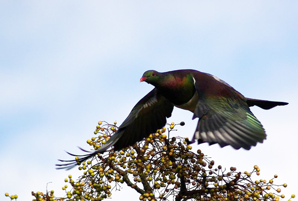 Photo of the week: Kererū / New Zealand pigeon | Conservation blog