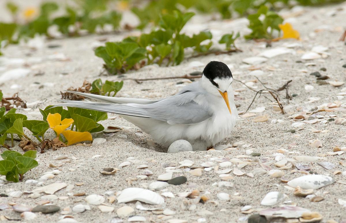 Photo of the week: New Zealand fairy tern | Conservation blog