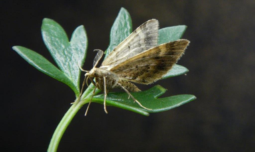 The mystery of the little brown moth | Conservation blog