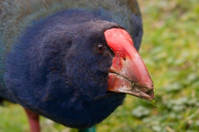 Ahoake the takahē and his broken beak | Conservation blog