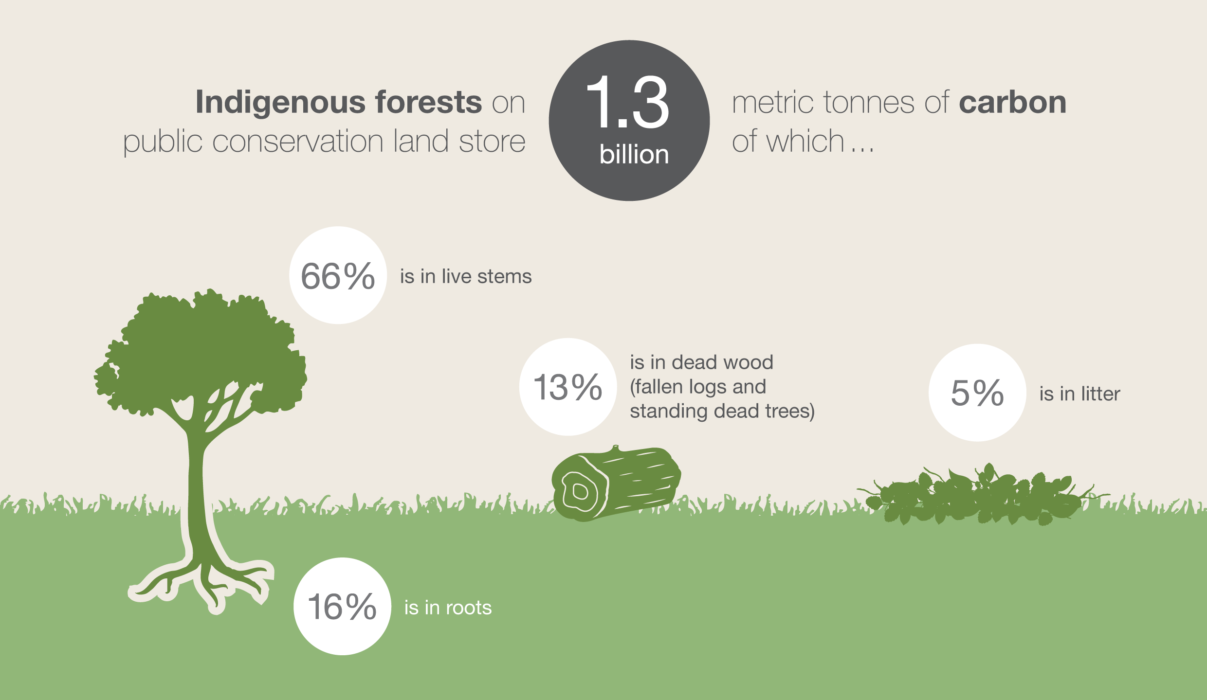 Native forests: Catching carbon and combating climate change ...