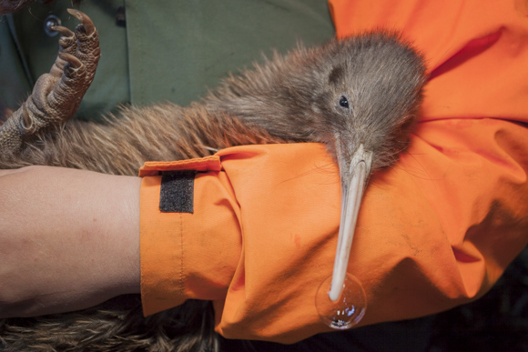 Translocating Okarito brown kiwi | Conservation blog