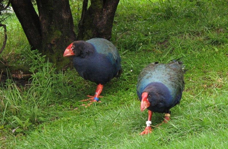 Takahē finds love in Te Anau | Conservation blog