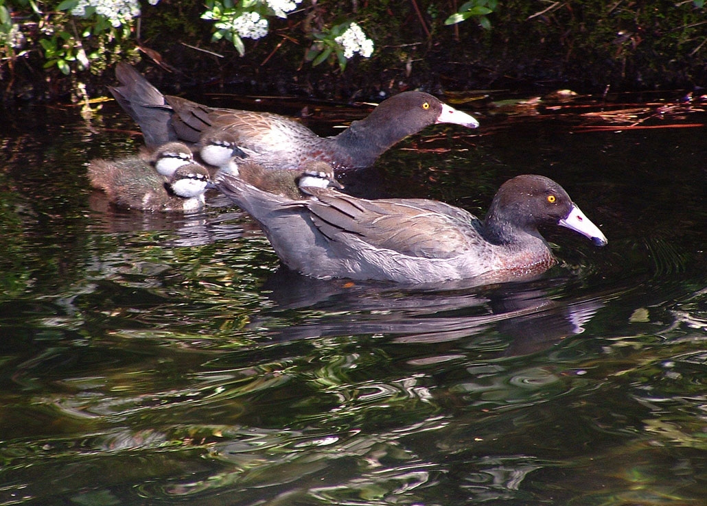 Whio census | Conservation blog