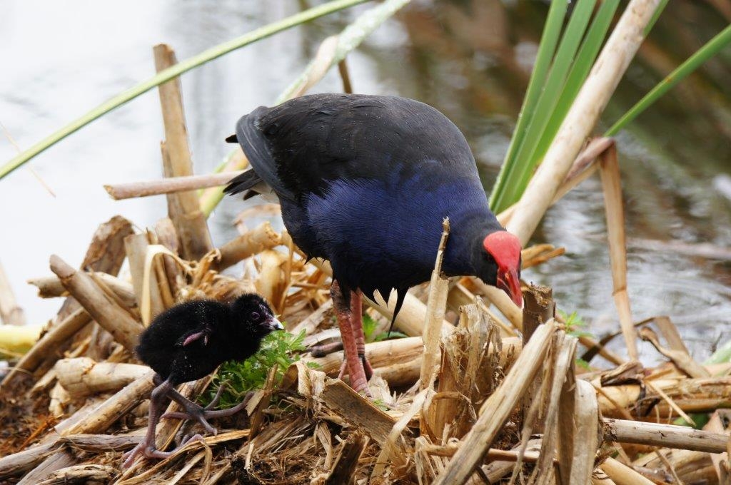 Patience for the perfect wetlands photo | Conservation blog
