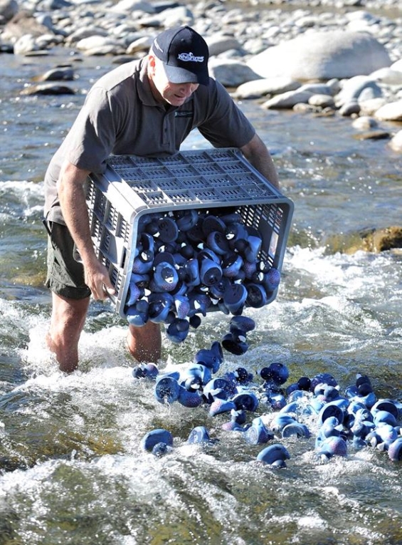 Photo of the week: The Great Fiordland Whio Race | Conservation blog