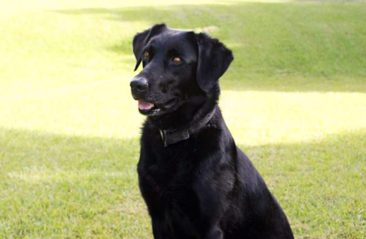 Doggedly determined to sniff out weeds | Conservation blog