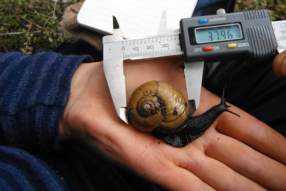 In search of the carnivorous snail | Conservation blog